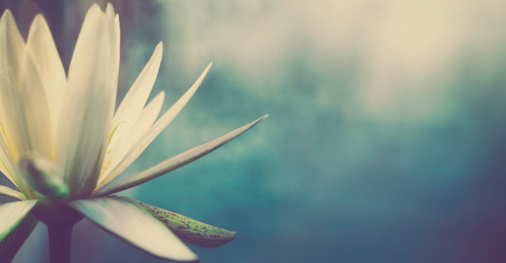 PROJECTS - Julia Ritchie Consulting