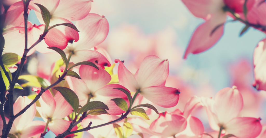 Building Strategic Capacity - Julia Ritchie Consulting